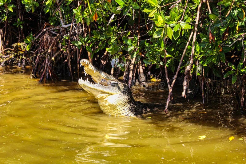 A Crocodile is Hunting for Food Stock Image - Image of alligator, blue ...