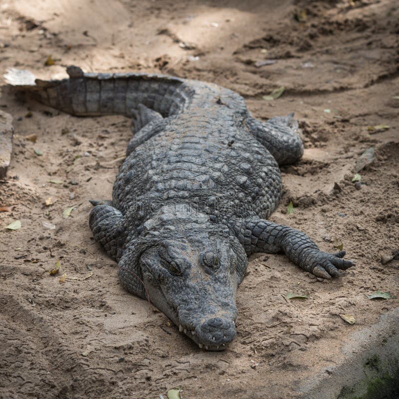Two Alligators or Crocodiles Asleep in a Cave Stock Photo - Image of ...
