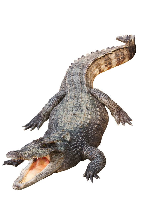 Snapping Alligator, Isolated Stock Photo - Image of crocodile, snap: 423896