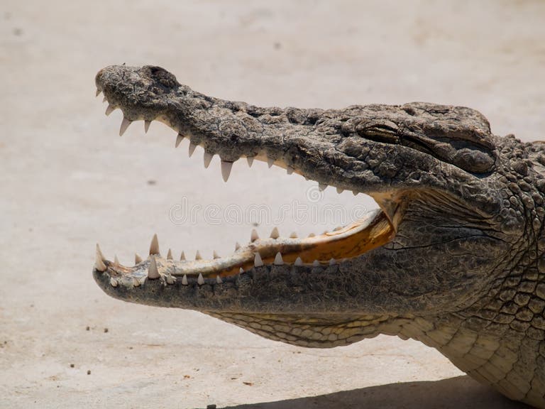 793 Crocodile Claws Stock Photos - Free & Royalty-Free Stock Photos ...