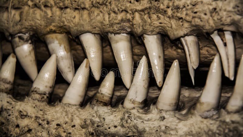 Crocodile jaws stock photo. Image of jaws, tusk, canine - 27855368