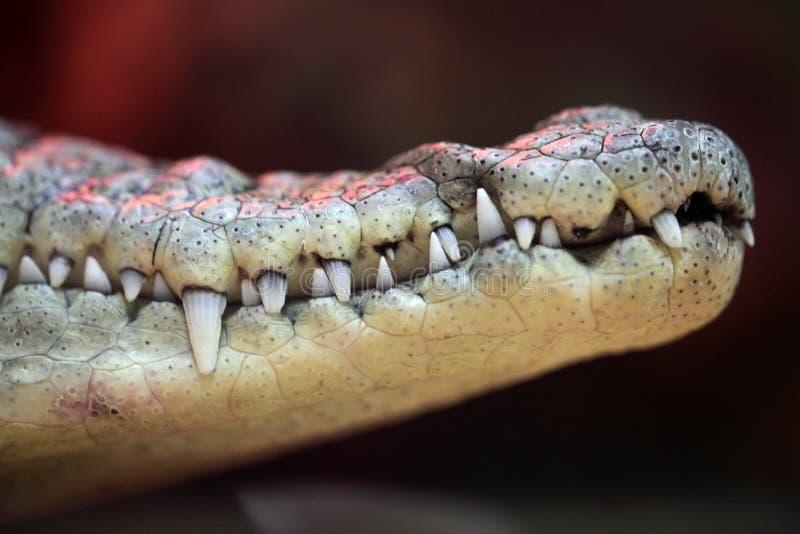Crocodile Jaws stock photo. Image of outdoor, mouth, wilderness - 7844978
