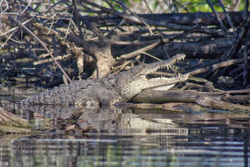 Punta Sur Crocodile Up Close Stock Photo - Image of snout, lagoon: 12751254