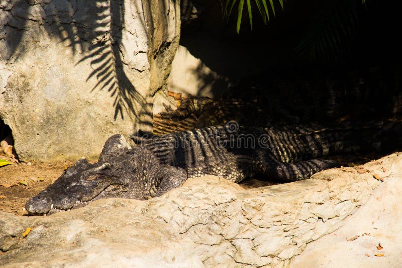Crocodile stock image. Image of mouth, wildlife, crocodile - 73007005