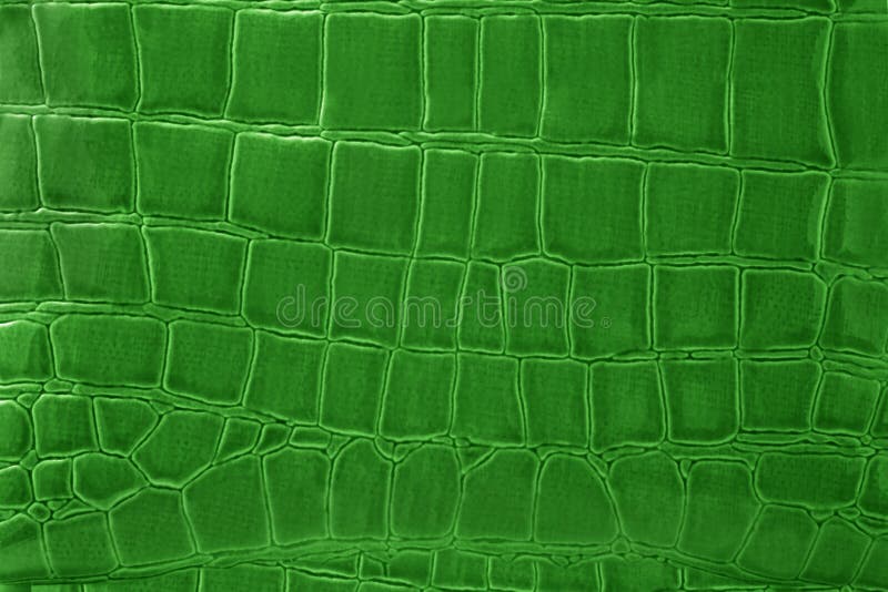 Green Crocodile Skin stock image. Image of luxury, reptile - 26964501