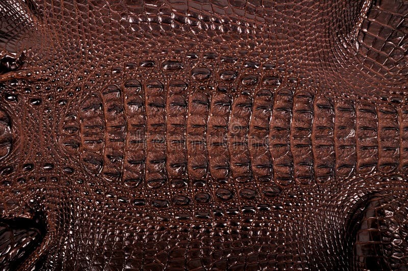 Crocodile leather stock photo. Image of crocodile, design - 24742694