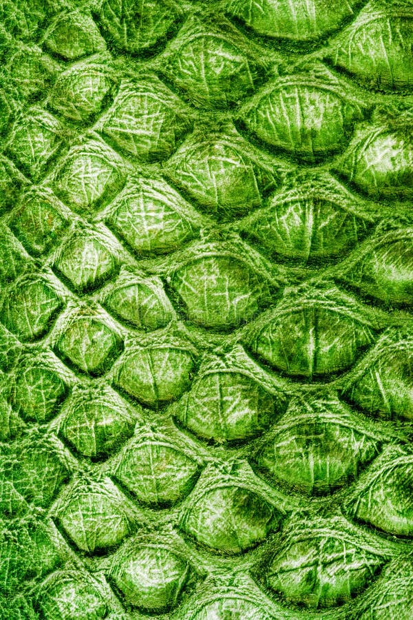 Reptile Texture stock image. Image of pattern, snake, reptile - 305011