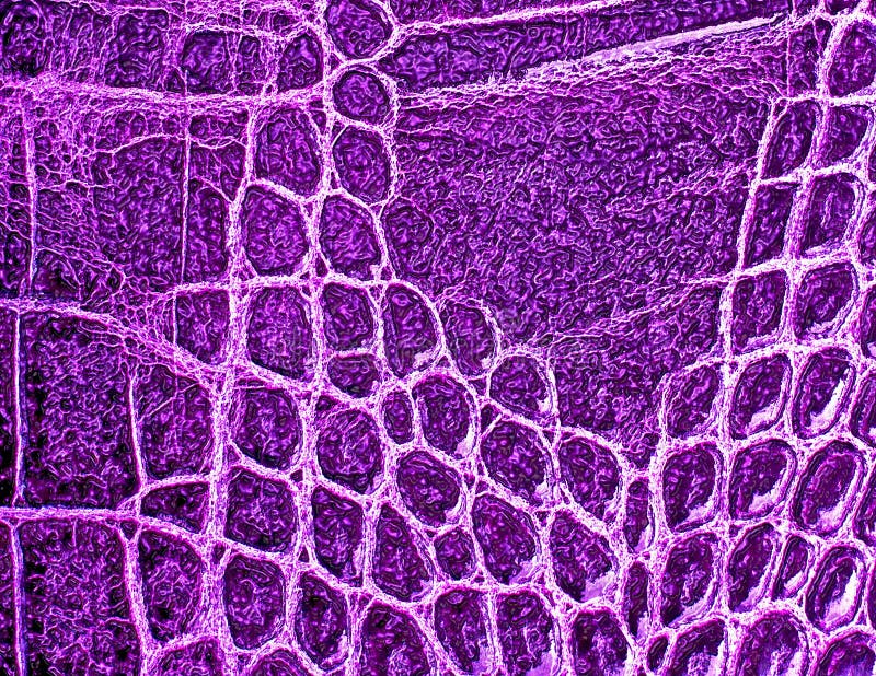 196 Purple Crocodile Skin Texture Photos - Free & Royalty-Free Stock ...