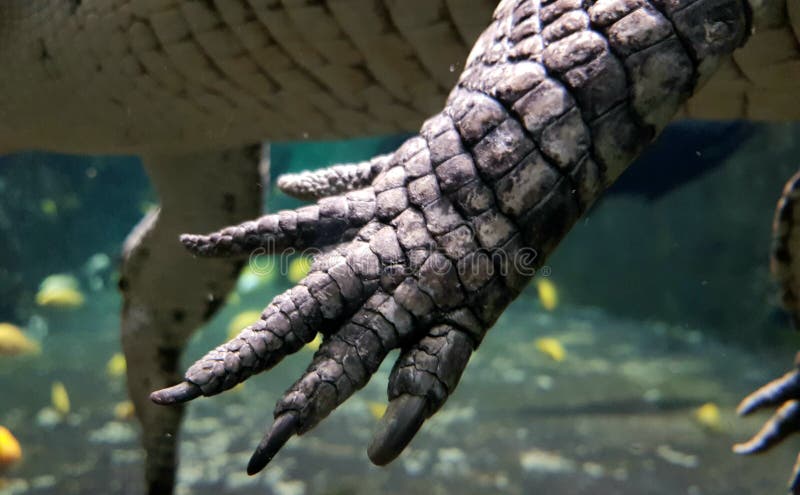 Crocodile leg and claws stock photo. Image of trunk - 214328316