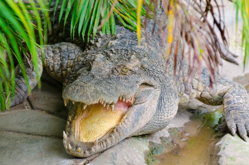 523 Crocodile Tongue Stock Photos - Free & Royalty-Free Stock Photos ...
