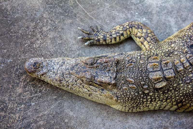 A Crocodile Lies in the Sun Stock Image - Image of crocodile, freedom ...