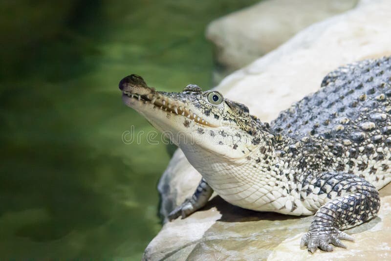 Alligator Mouth Closed Photos - Free & Royalty-Free Stock Photos from ...