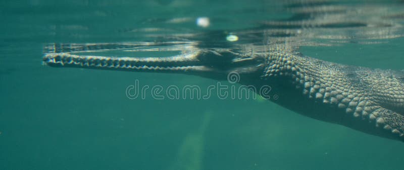 Crocodile with a Long Thin Nose Under Water Stock Photo - Image of ...