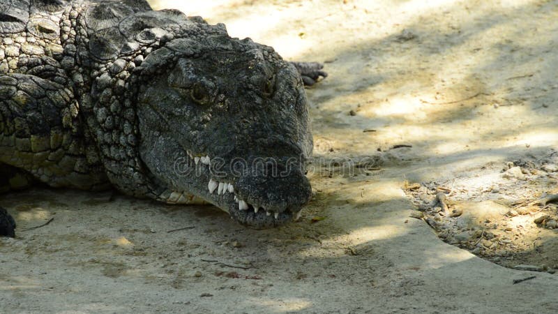 Crocodile Looking To Camera in a Natural Park Stock Footage - Video of ...