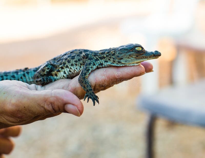 Hand In The Mouth Of A Small Alligator Stock Photo - Image of alligator ...