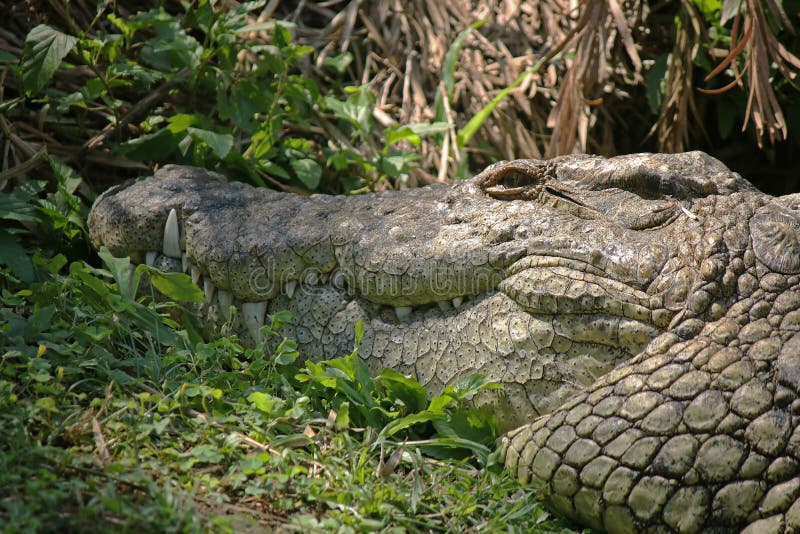 785 Crocodile Side View Photos - Free & Royalty-Free Stock Photos from ...