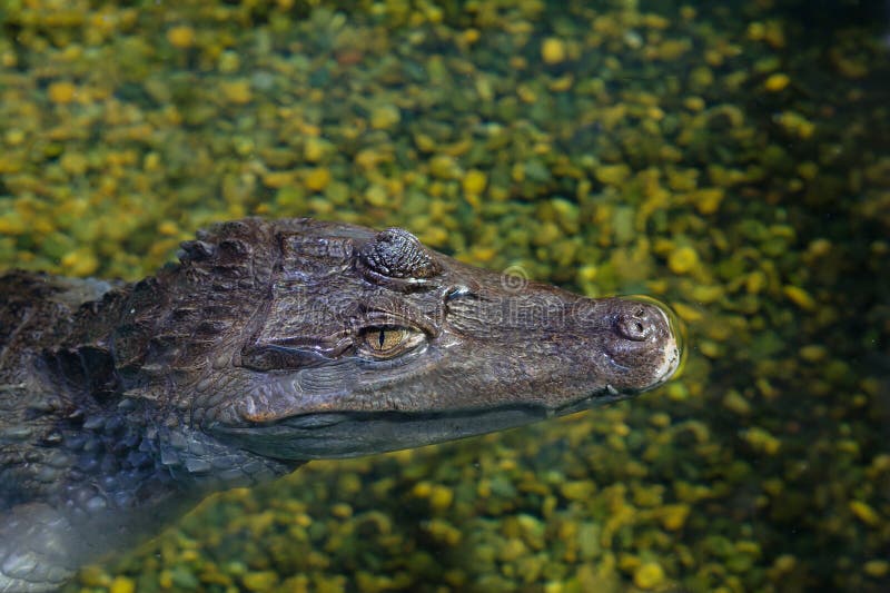 Sized Alligator Stock Photos - Free & Royalty-Free Stock Photos from ...