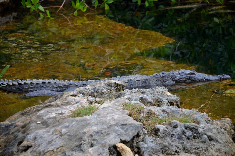 Crocodile in Mexico Riviera Maya Stock Image - Image of animal, green ...