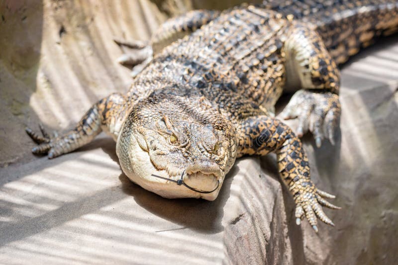 Crocodile at the Mini Zoo Crocodile Farm in Miri Stock Photo - Image of ...