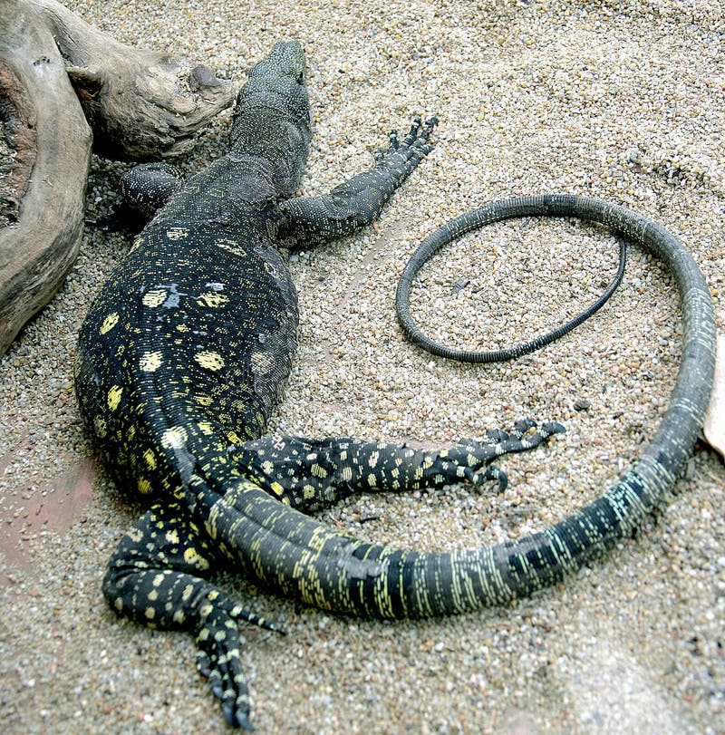 Crocodile Monitor 2 stock image. Image of strange, scaly - 2232815