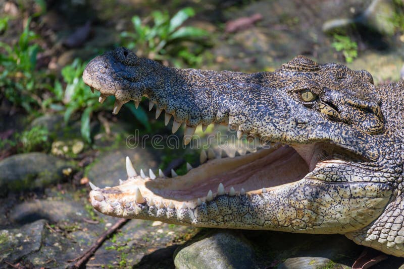 Crocodile mouth stock image. Image of asia, aquatic, living - 45169273