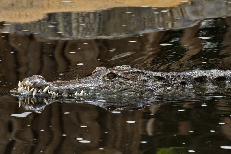 Crocodile Moving through the Water Stock Photo - Image of hunter, skin ...