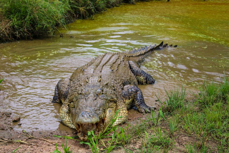Crocodile in Northern Territory Stock Image - Image of reptile ...