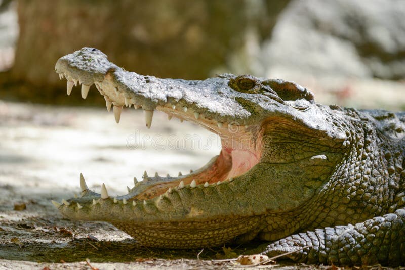 Crocodile mouth stock photo. Image of alligator, head - 119902074