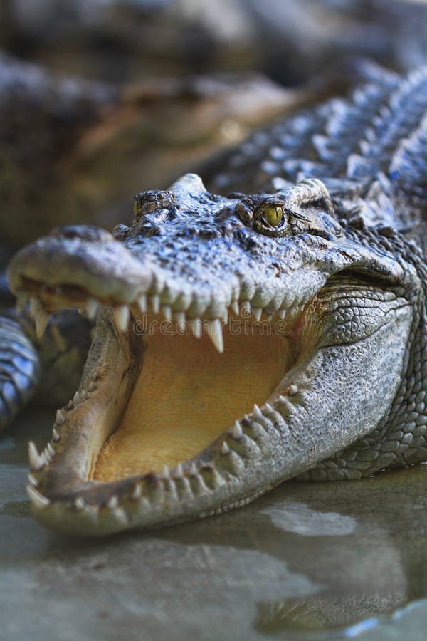 Crocodile Jaw stock image. Image of mouth, fierce, angry - 21010547