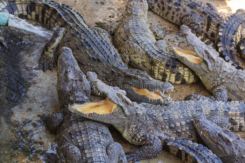 Crocodile Park is Now Common in Some Countries. the Close View of Large ...