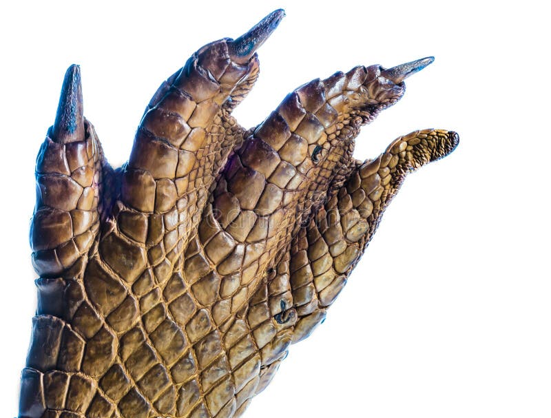 319 Crocodile Paw Stock Photos - Free & Royalty-Free Stock Photos from ...