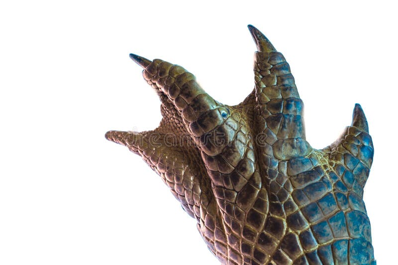 Crocodile Paw stock image. Image of wildlife, crocodile - 41294701