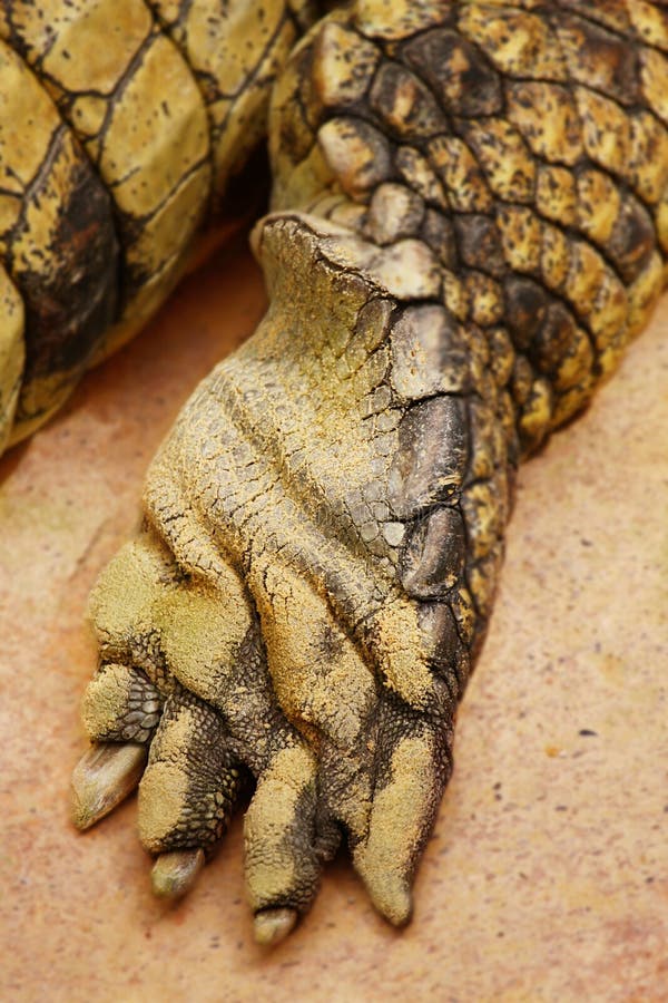 Crocodile Paw stock image. Image of wild, crocodile, cutout - 41294701