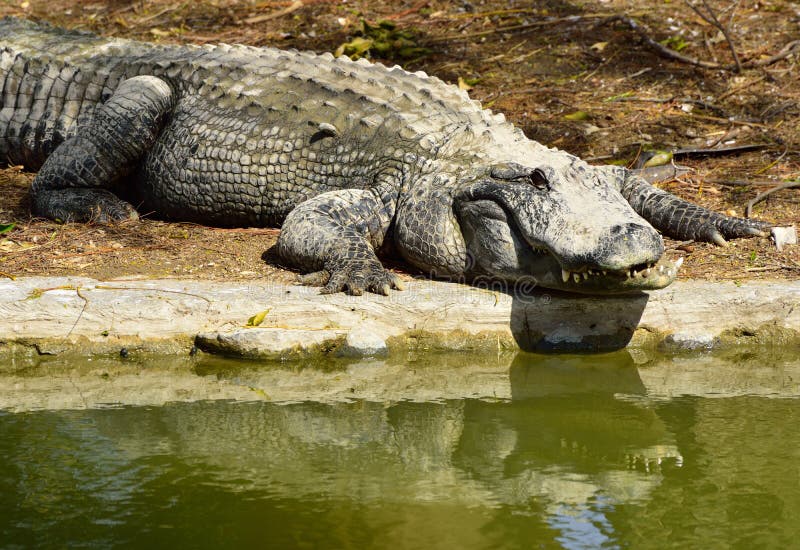 Crocodile on the Pond Shore. Stock Image - Image of raptorial, animal ...