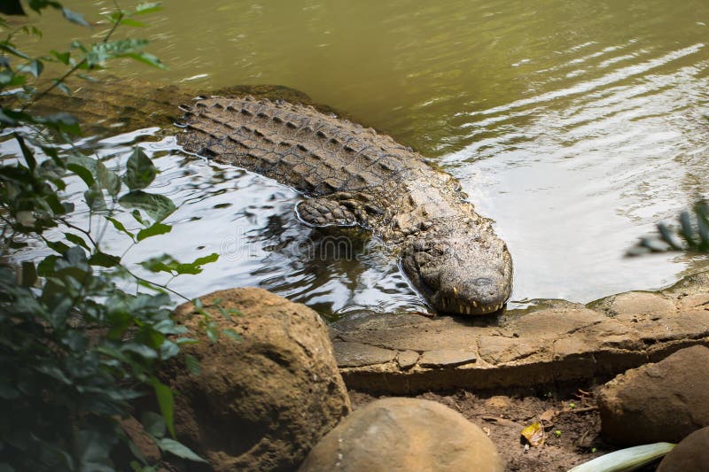 Crocodile in the Pond at the Zoo Stock Photo - Image of white, wildlife ...