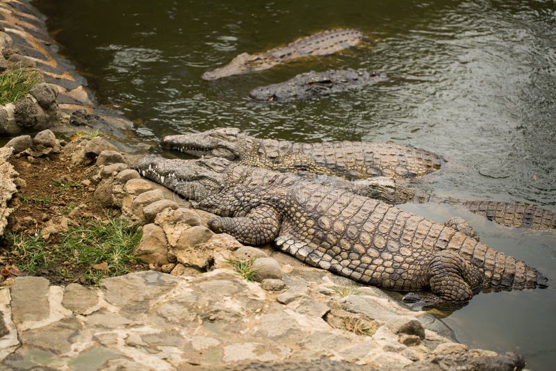 Crocodile in the Pond at the Zoo Stock Image - Image of white, water ...