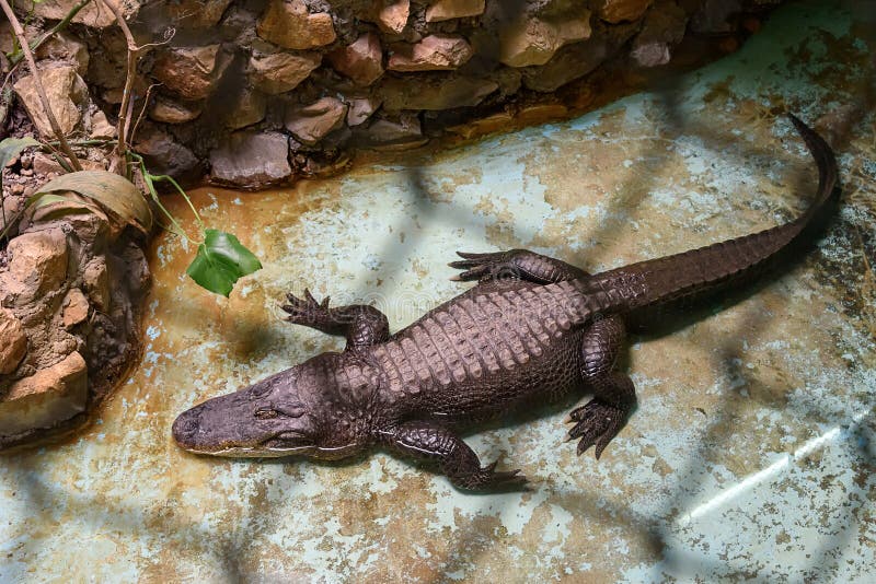 A Crocodile in the pool stock photo. Image of animal - 188072090
