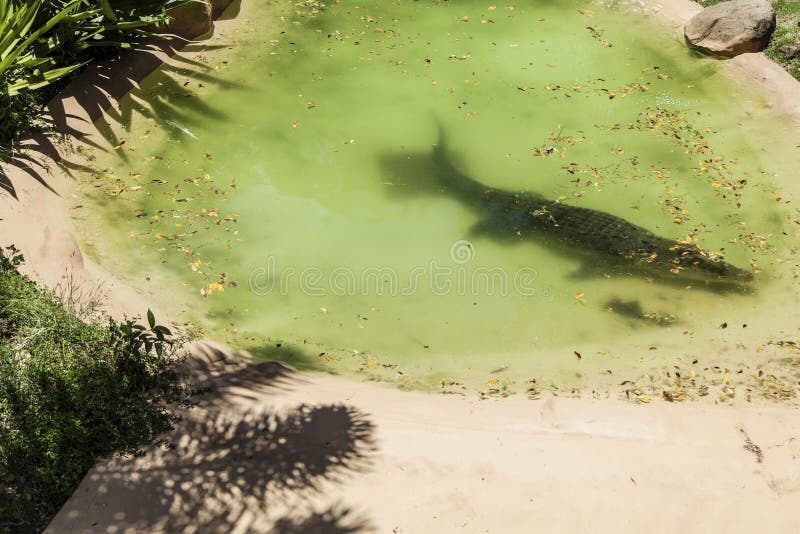 Crocodile in pool stock photo. Image of queensland, water - 29511904
