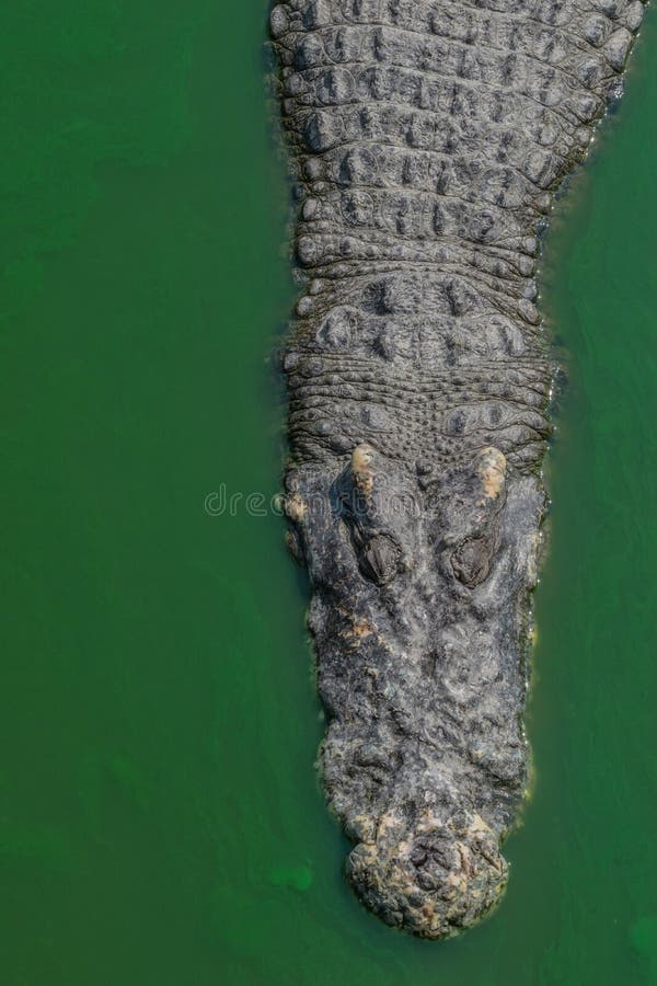 Crocodile stock photo. Image of outdoor, crocodiles, glamor - 50636374