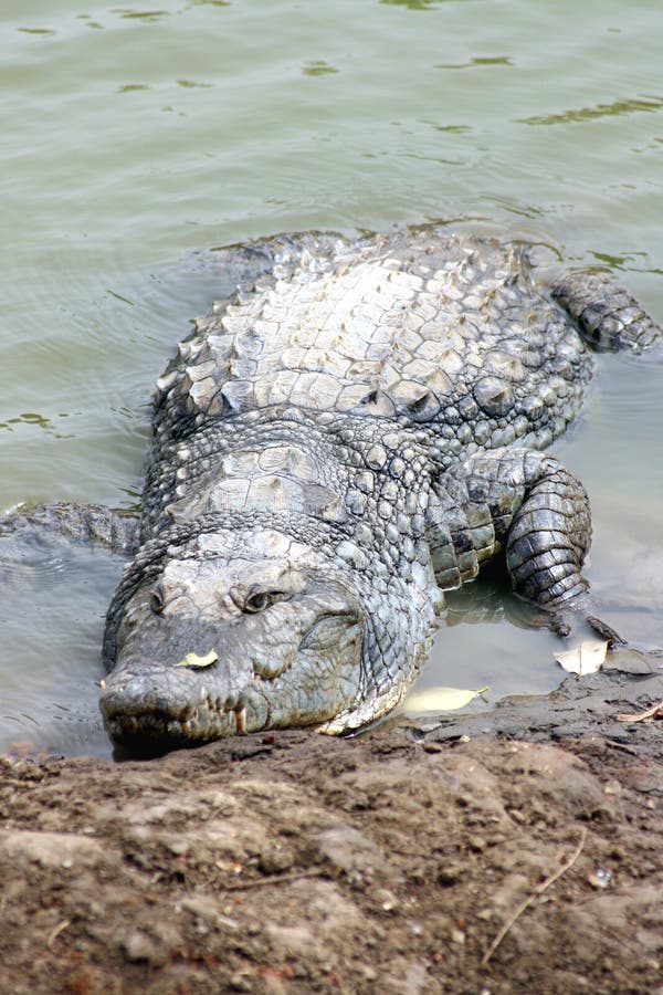 Crocodile portrait stock image. Image of sleeping, portrait - 14095251