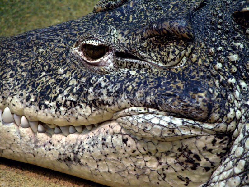 785 Crocodile Side View Photos - Free & Royalty-Free Stock Photos from ...