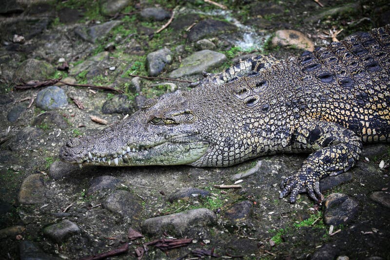 Crocodile portrait stock image. Image of aquatic, wildlife - 21062211