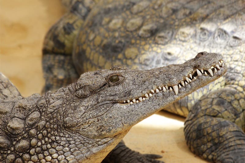 Cute crocodile stock image. Image of danger, leather - 23276967