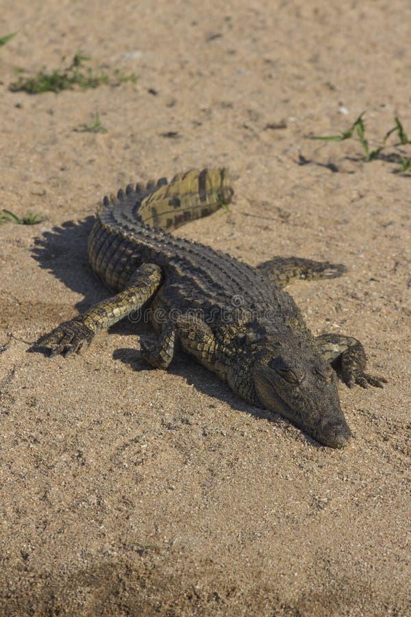 Crocodile Portrait stock image. Image of african, africa - 32338111