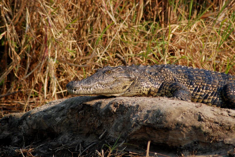 Fat Crocodile stock photo. Image of delta, african, reptile - 66946904