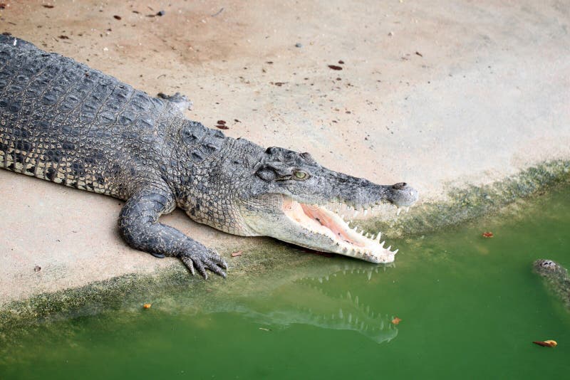 Crocodile resting. stock photo. Image of carnivore, detail - 39912322