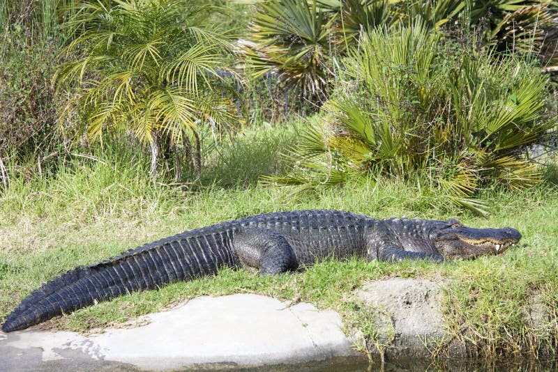 Crocodile Resting in Mud in Daintree Rainforest Stock Photo - Image of ...
