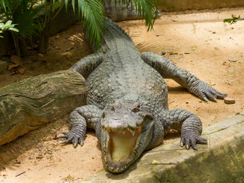 Crocodile Resting in the Sun Stock Image - Image of tropical, reptile ...