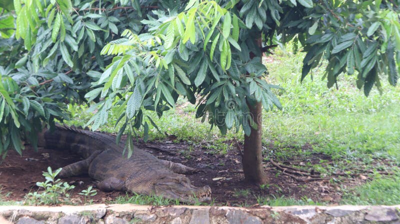 Crocodile Resting Under a Tree Stock Photo - Image of rain, travel ...