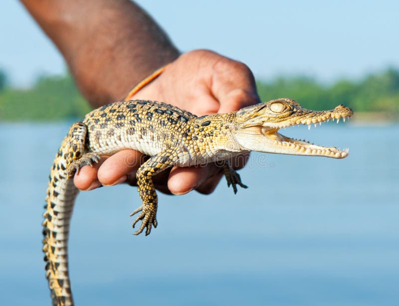 Small Crocodile in the Human Hand Stock Image - Image of travel, teeth ...
